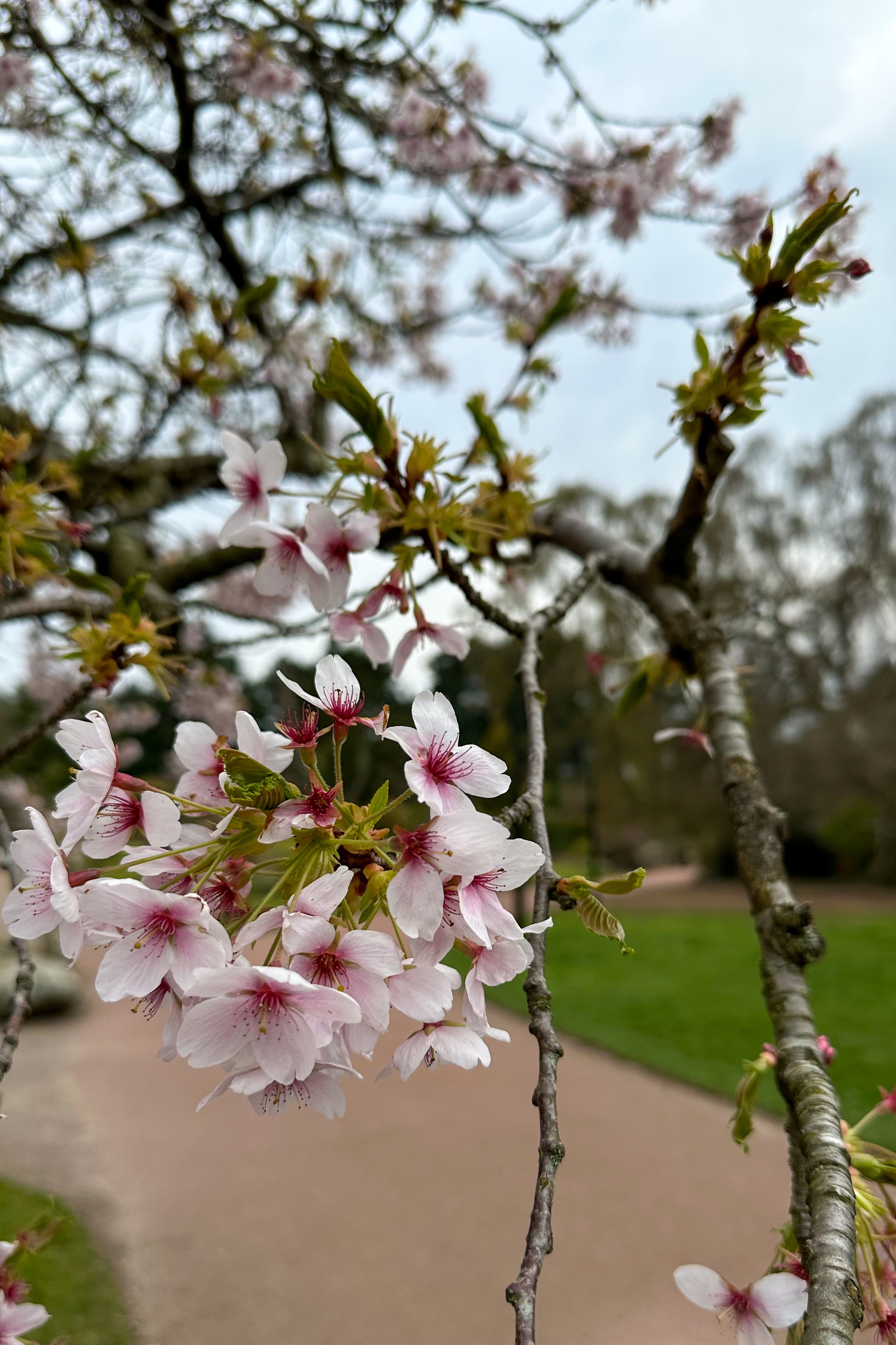 Easter at the RBG Edinburgh – wind in my wheels 🌱